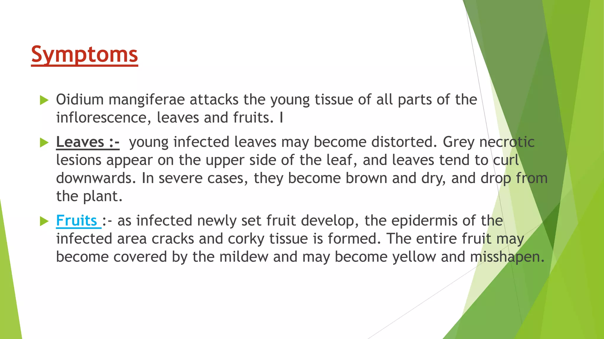 powdery mildew of mango.pptx