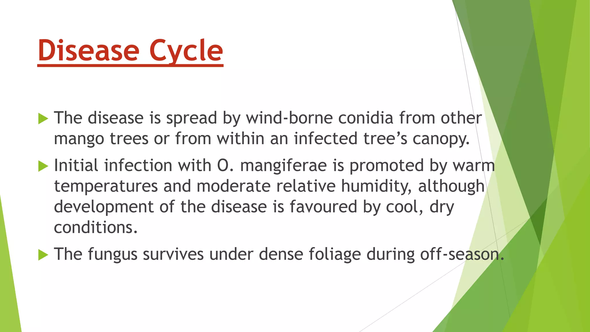 powdery mildew of mango.pptx