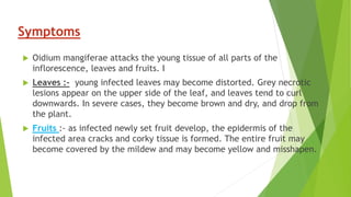 powdery mildew of mango.pptx