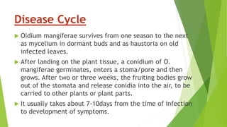 powdery mildew of mango.pptx