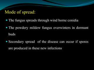 Powdery mildew of papaya | PPTX