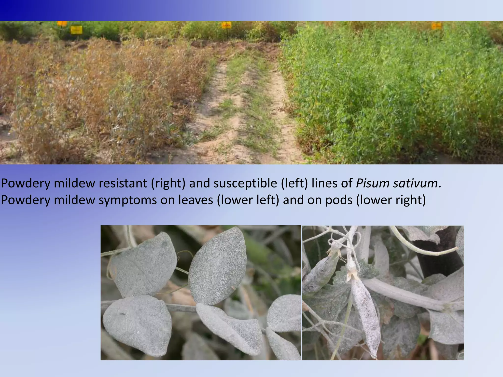 Powdery mildew resisatnt peas | PPTX