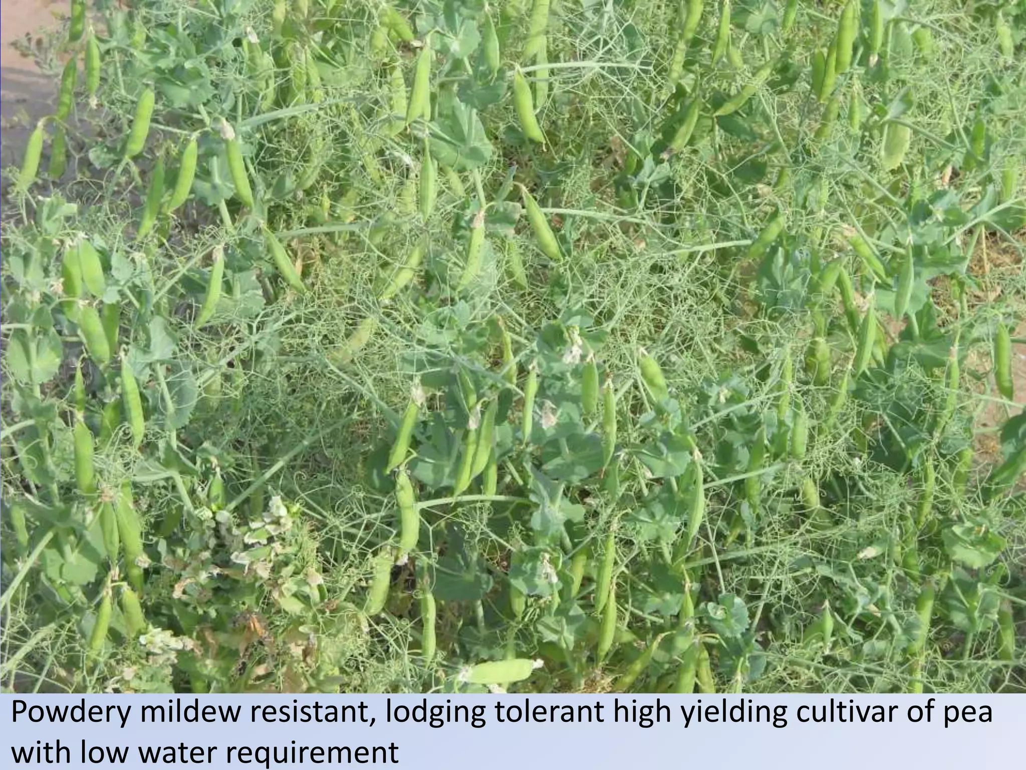 Powdery mildew resisatnt peas | PPTX