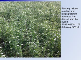 Powdery mildew resisatnt peas | PPTX