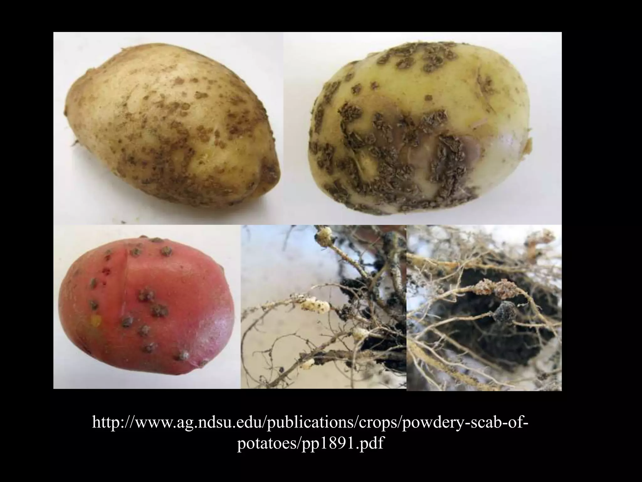 Powdery scab of potato | PPTX