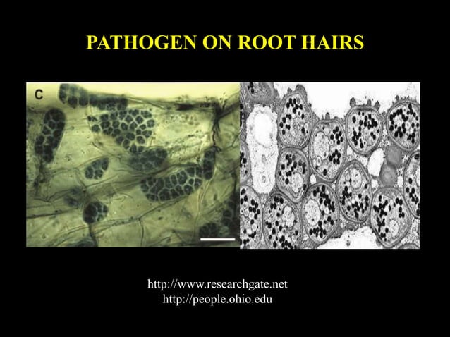 Powdery scab of potato | PPTX | Agriculture | Industries