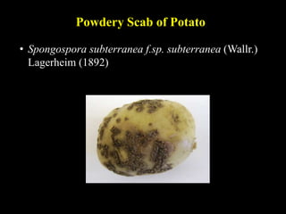 Powdery scab of potato | PPTX | Agriculture | Industries