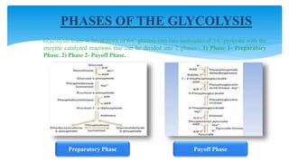 POWEPOINT PRESENTATION ON GLYCOLYSIS.pptx