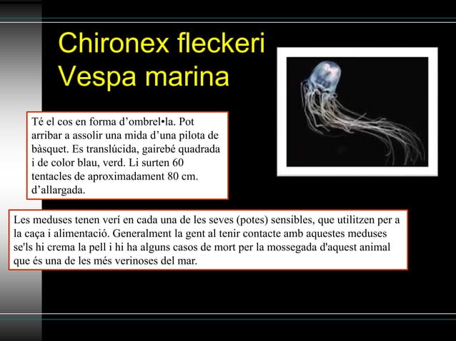 chironex fleckeri | PPT