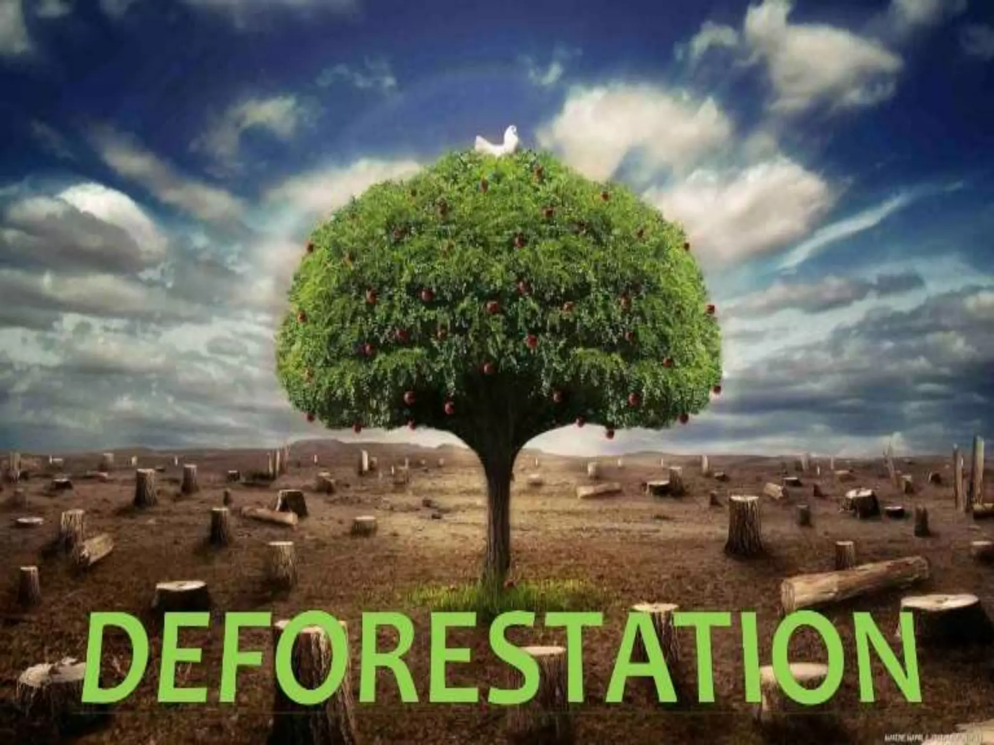 Deforestation | PPTX