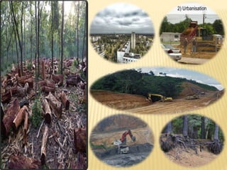 Deforestation | PPTX