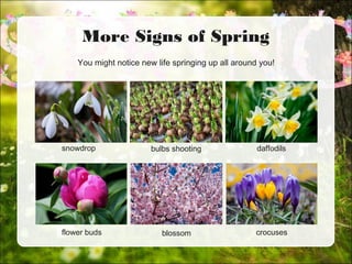 Spring | PPT
