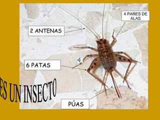Powerpoint del Grillo | PPT