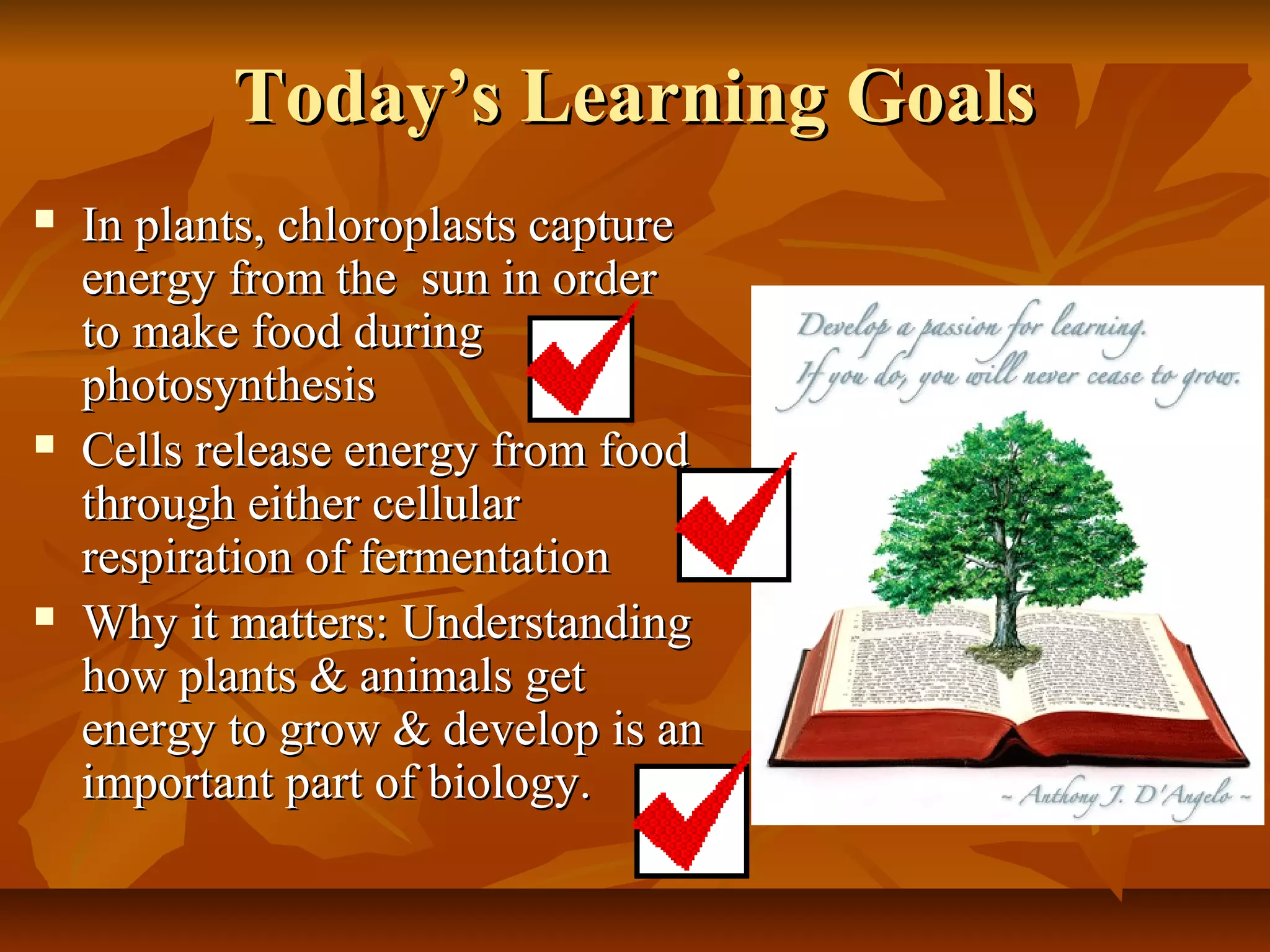 Power point-51-cell-energy-photosynthesis-respiration-1193616844870555 ...