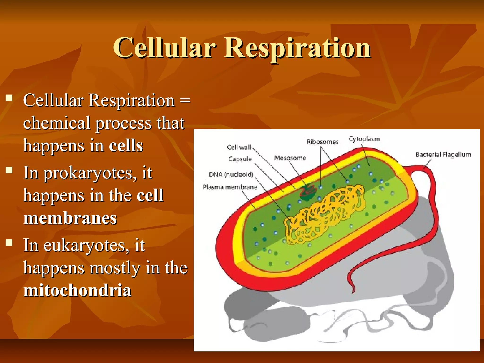 Power point-51-cell-energy-photosynthesis-respiration-1193616844870555 ...