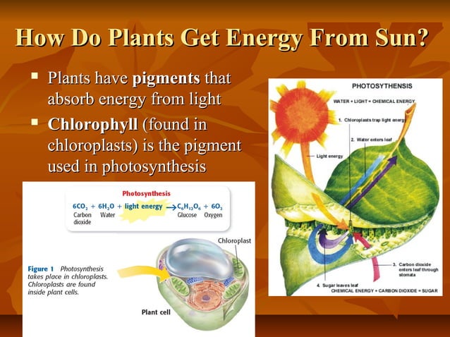 Power point-51-cell-energy-photosynthesis-respiration-1193616844870555 ...