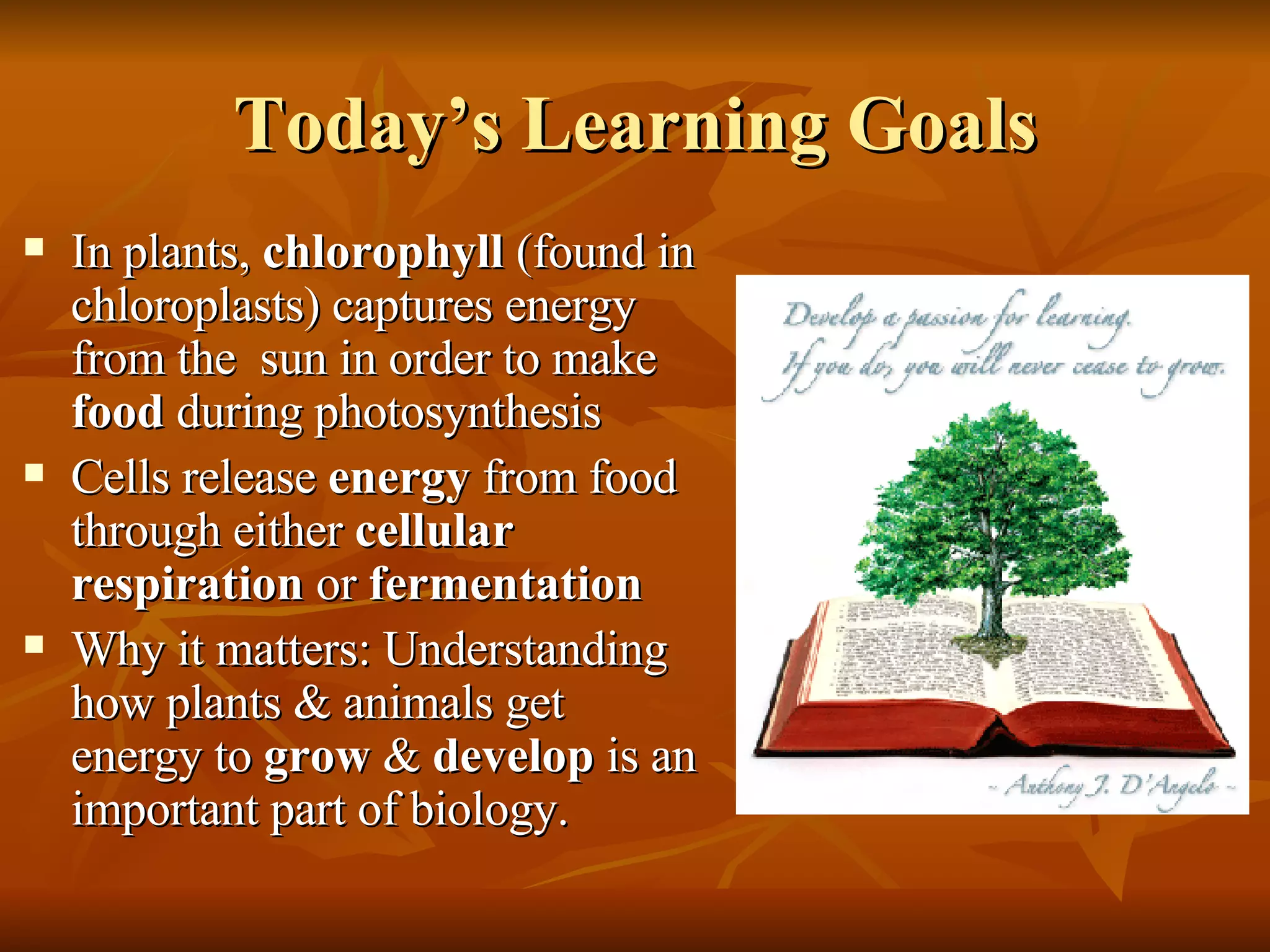 Power Point 5.1: Cell Energy (Photosynthesis & Respiration) | PPT ...