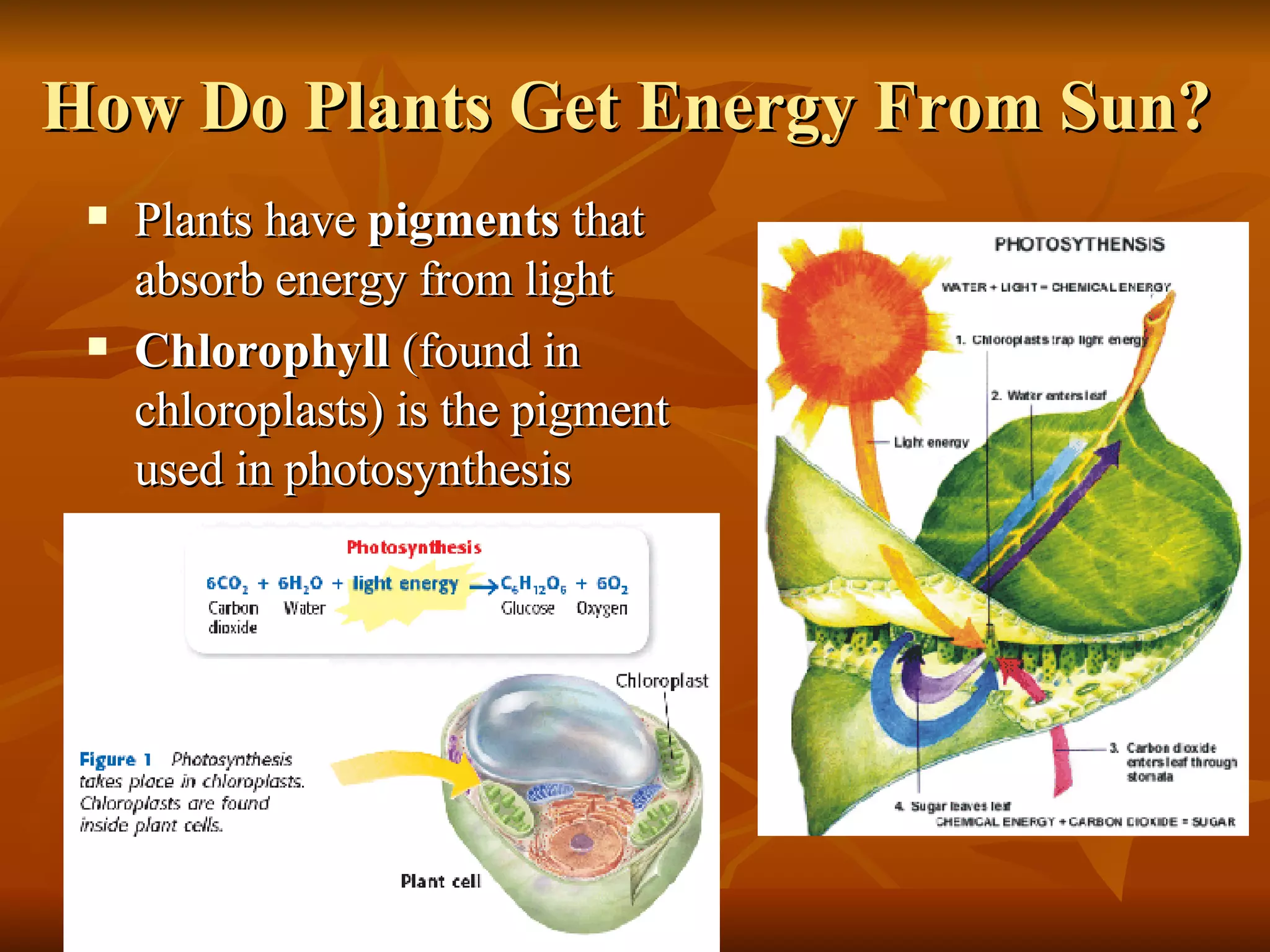 Power Point 5.1: Cell Energy (Photosynthesis & Respiration) | PPT