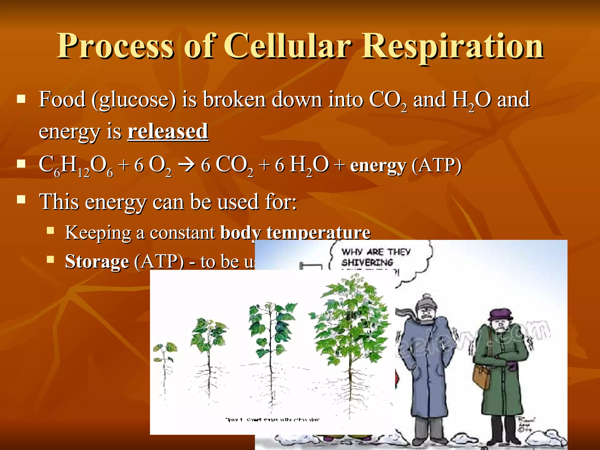 Power Point 5.1: Cell Energy (Photosynthesis & Respiration) | PPT