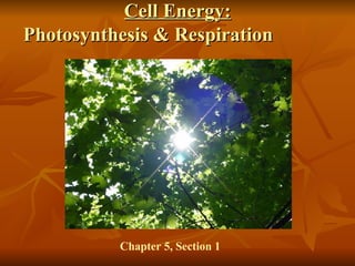 Power Point 5.1: Cell Energy (Photosynthesis & Respiration) | PPT