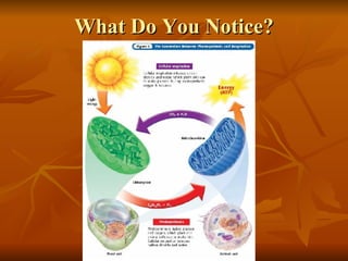 Power Point 5.1: Cell Energy (Photosynthesis & Respiration) | PPT