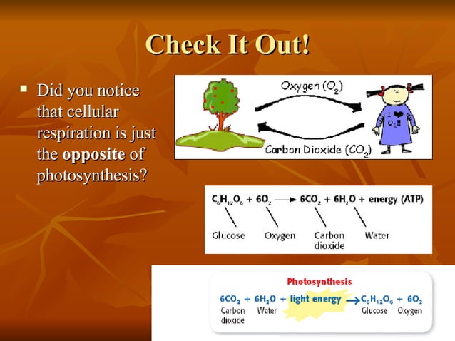 Power Point 5.1: Cell Energy (Photosynthesis & Respiration) | PPT