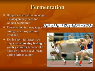 Power Point 5.1: Cell Energy (Photosynthesis & Respiration) | PPT