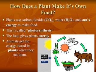 Power Point 5.1: Cell Energy (Photosynthesis & Respiration) | PPT