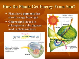 Power Point 5.1: Cell Energy (Photosynthesis & Respiration) | PPT