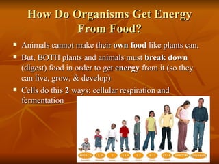 Power Point 5.1: Cell Energy (Photosynthesis & Respiration) | PPT