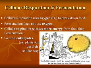 Power Point 5.1: Cell Energy (Photosynthesis & Respiration) | PPT