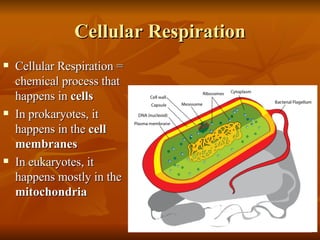 Power Point 5.1: Cell Energy (Photosynthesis & Respiration) | PPT