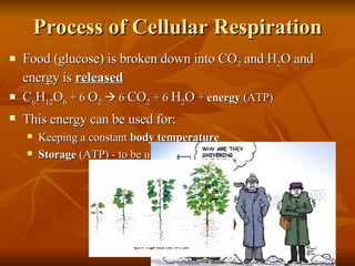 Power Point 5.1: Cell Energy (Photosynthesis & Respiration) | PPT