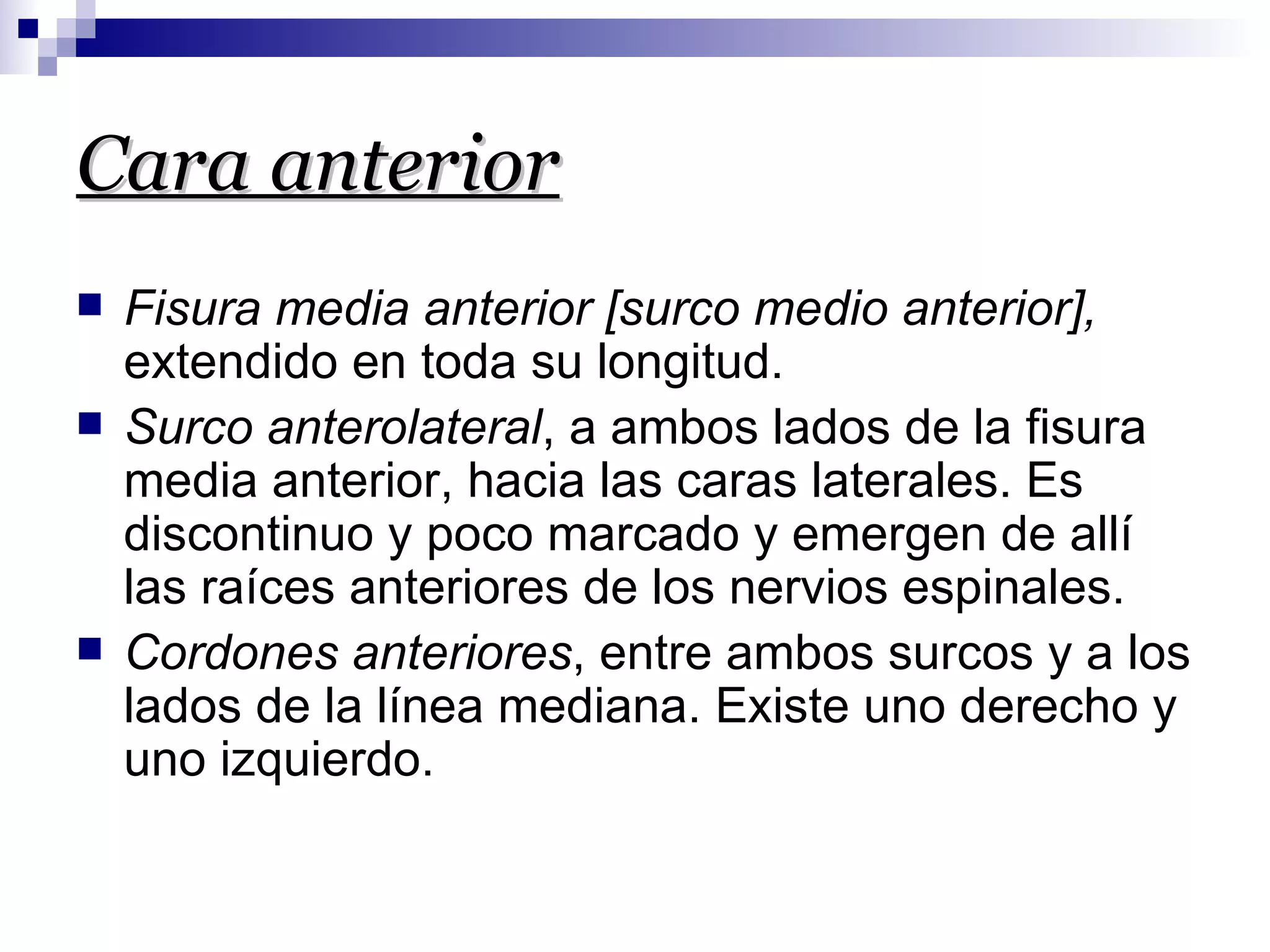 Power Point Medula Espinal (Config Externa) | PPT