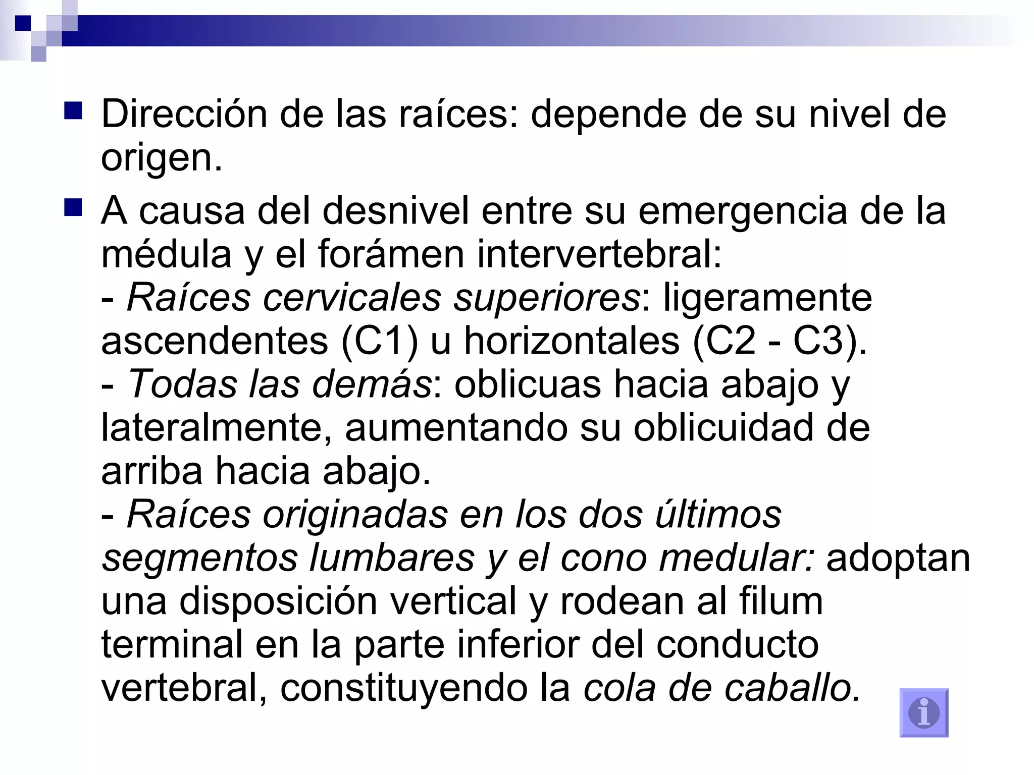 Power Point Medula Espinal (Config Externa) | PPT