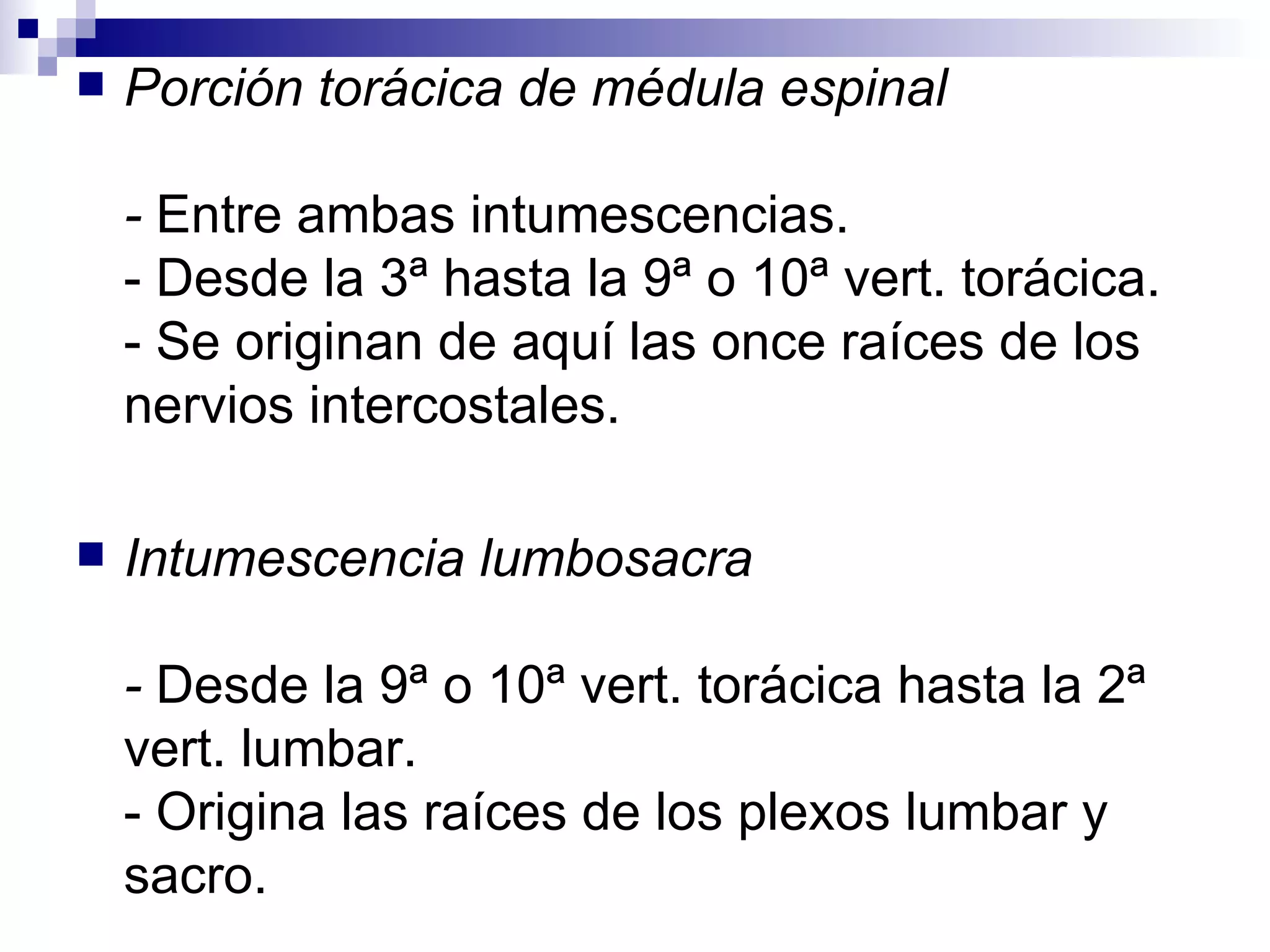 Power Point Medula Espinal (Config Externa) | PPT