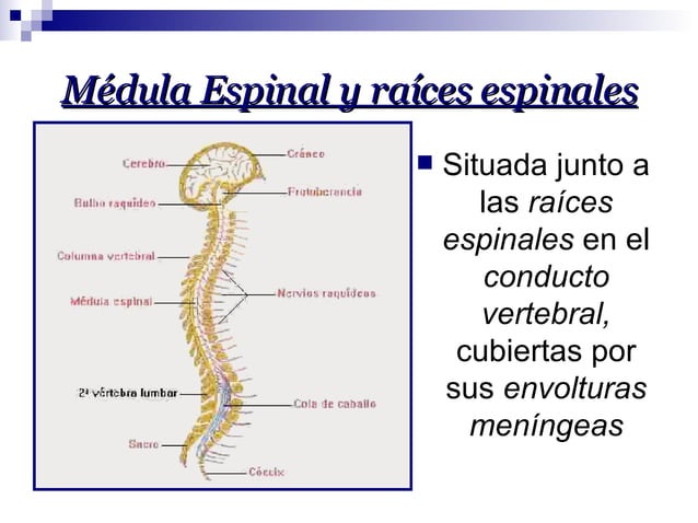 Power Point Medula Espinal (Config Externa) | PPT