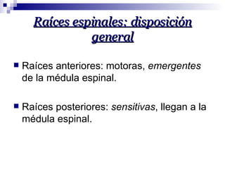 Power Point Medula Espinal (Config Externa) | PPS