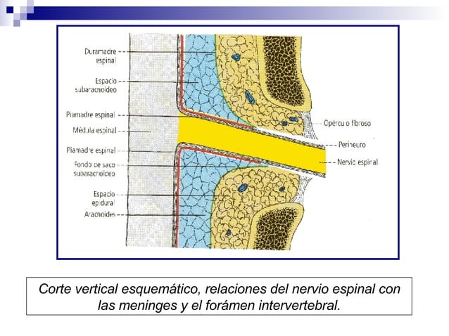 Power Point Medula Espinal (Config Externa) | PPT