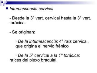 Power Point Medula Espinal (Config Externa) | PPS
