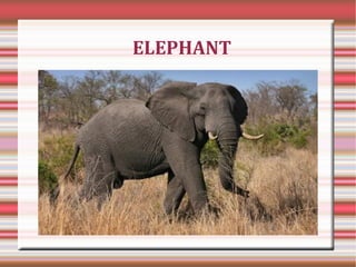 Animals - The English Jungle | ODP