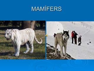 Power Animals | PPS