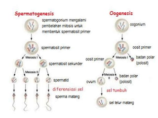 Genetika Manusia | PPTX
