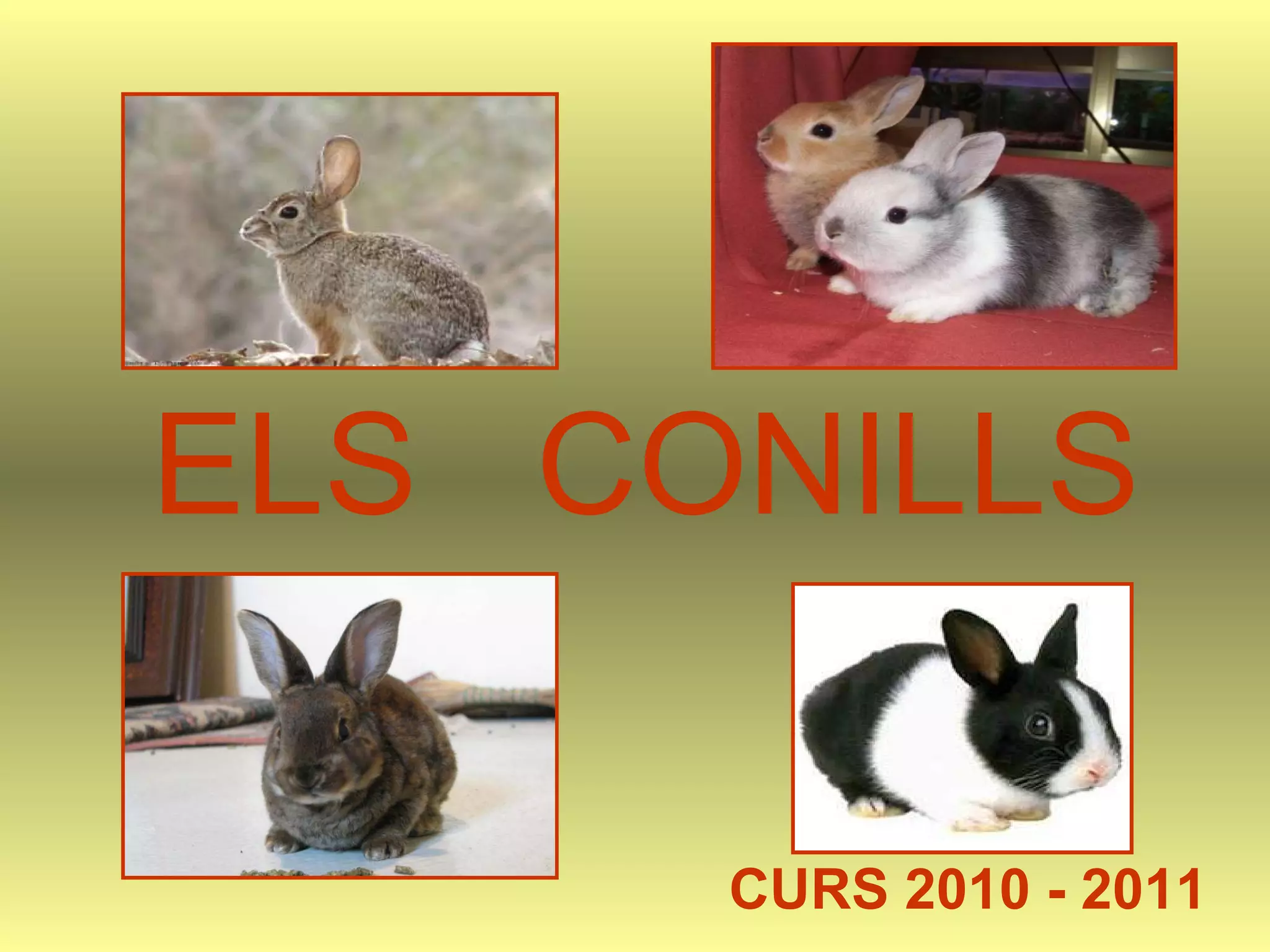 Power conills | PPT | Cats | Pets