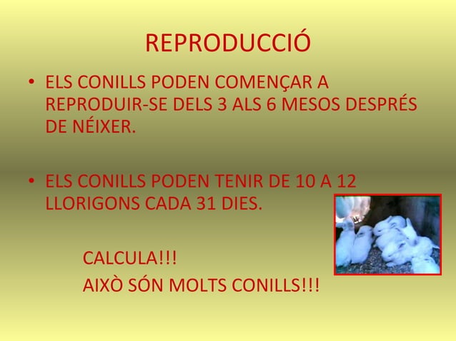 Power conills | PPT | Cats | Pets