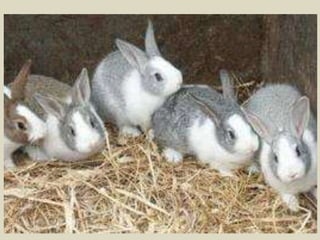 Power conills | PPTX