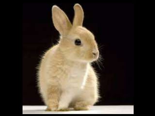 Power conills | PPTX