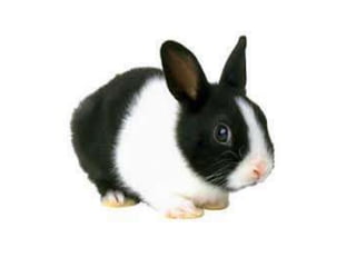 Power conills | PPTX