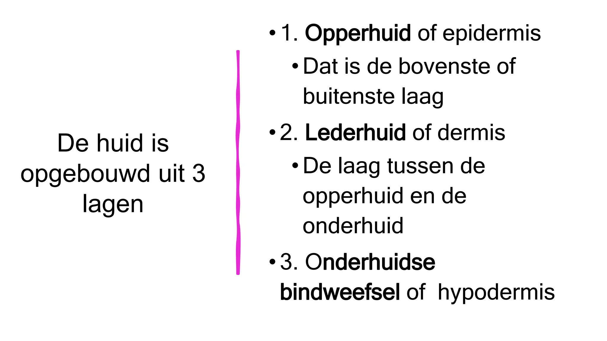 Alle basische theorie over de huid anatomy | PPTX