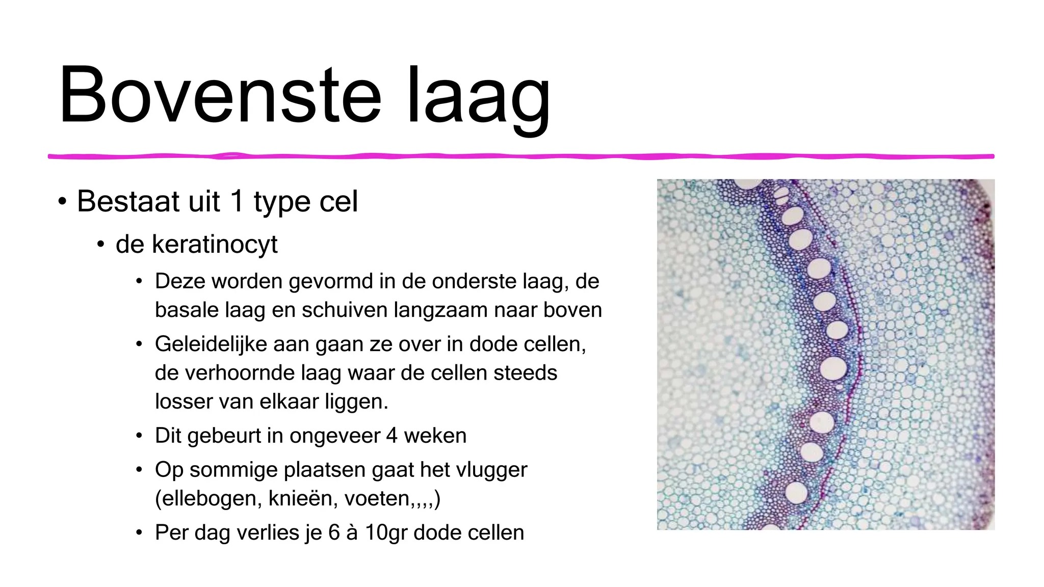 Alle basische theorie over de huid anatomy | PPTX